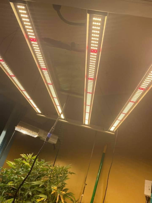 Best LED Grow Light for 6x8ft Grow Room 2021 Update - GrowPackage.com